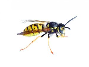 Yellow Jacket Identification: What Does a Yellow Jacket Look Like?